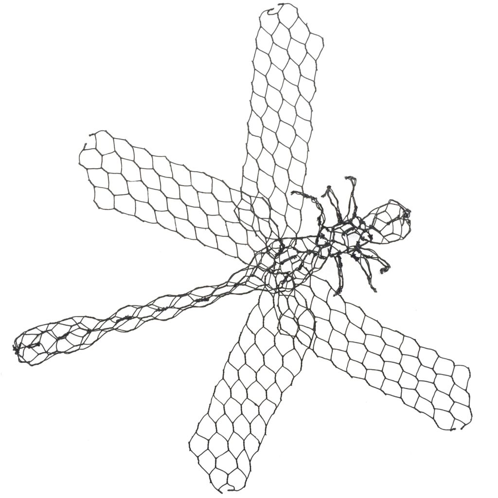 Insects | ChickenWIRED